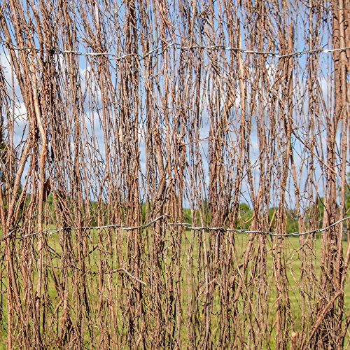 4.0 x 1.8m (13ft 1in x 5ft 11in) Brushwood Heather Thatch Natural ...