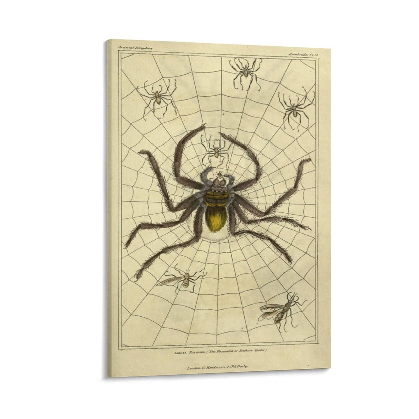 Scientific Spider Drawing Martin Lister