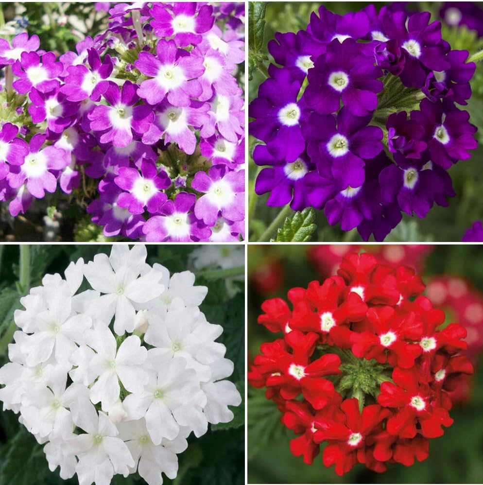 Amazon.com : 100+ Mix Moss Verbena Seeds Flower Violet Annual Garden ...