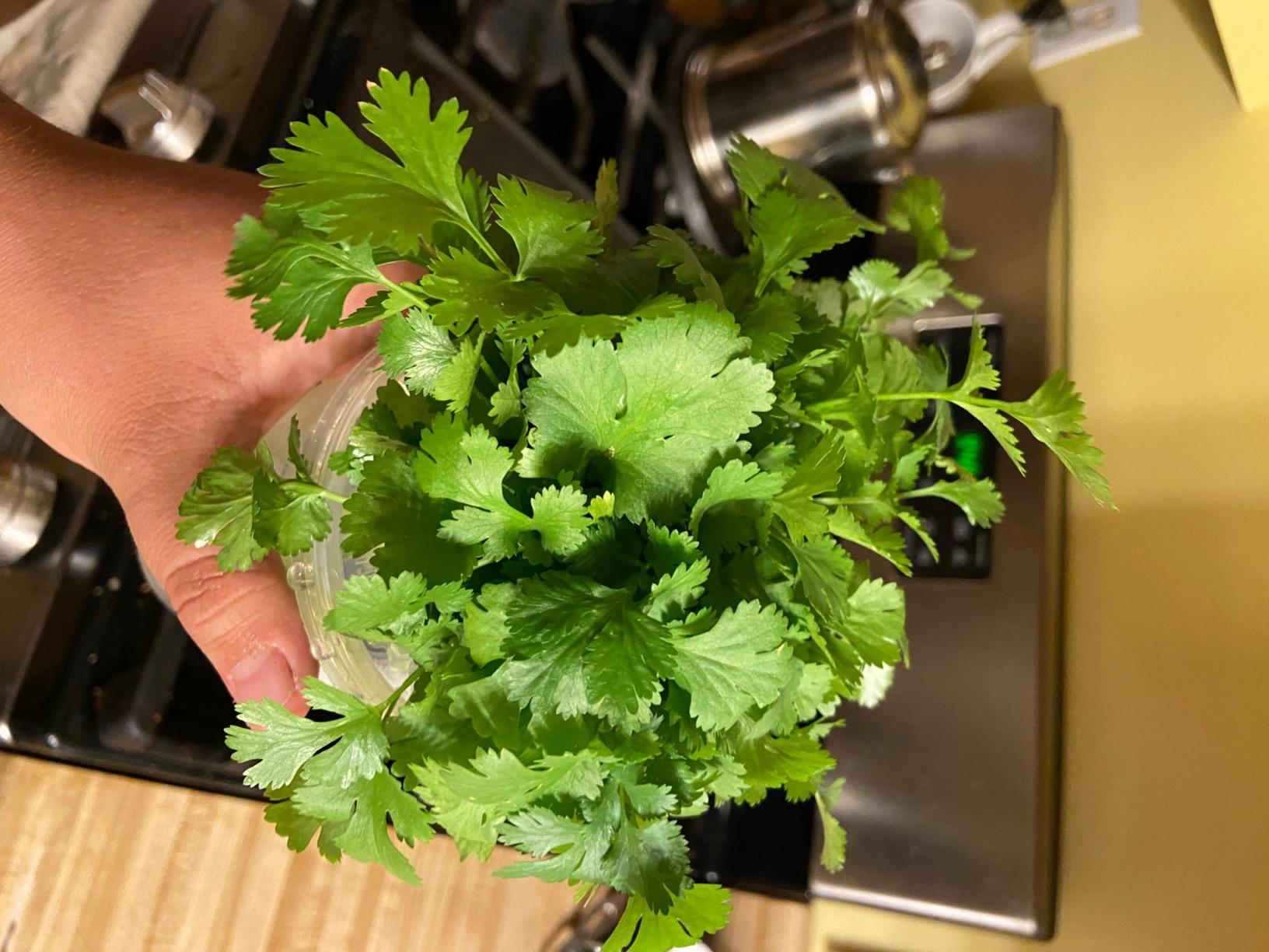 Amazon.com: Organic Mexican Specialty Cilantro 100+ Seeds : Patio, Lawn ...