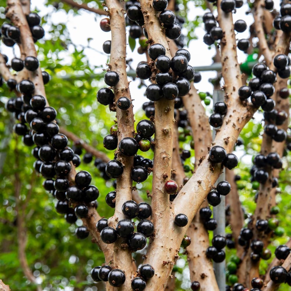Amazon.com : Jaboticaba Tree Live Plant for Growing Outdoor 10 to 12 ...