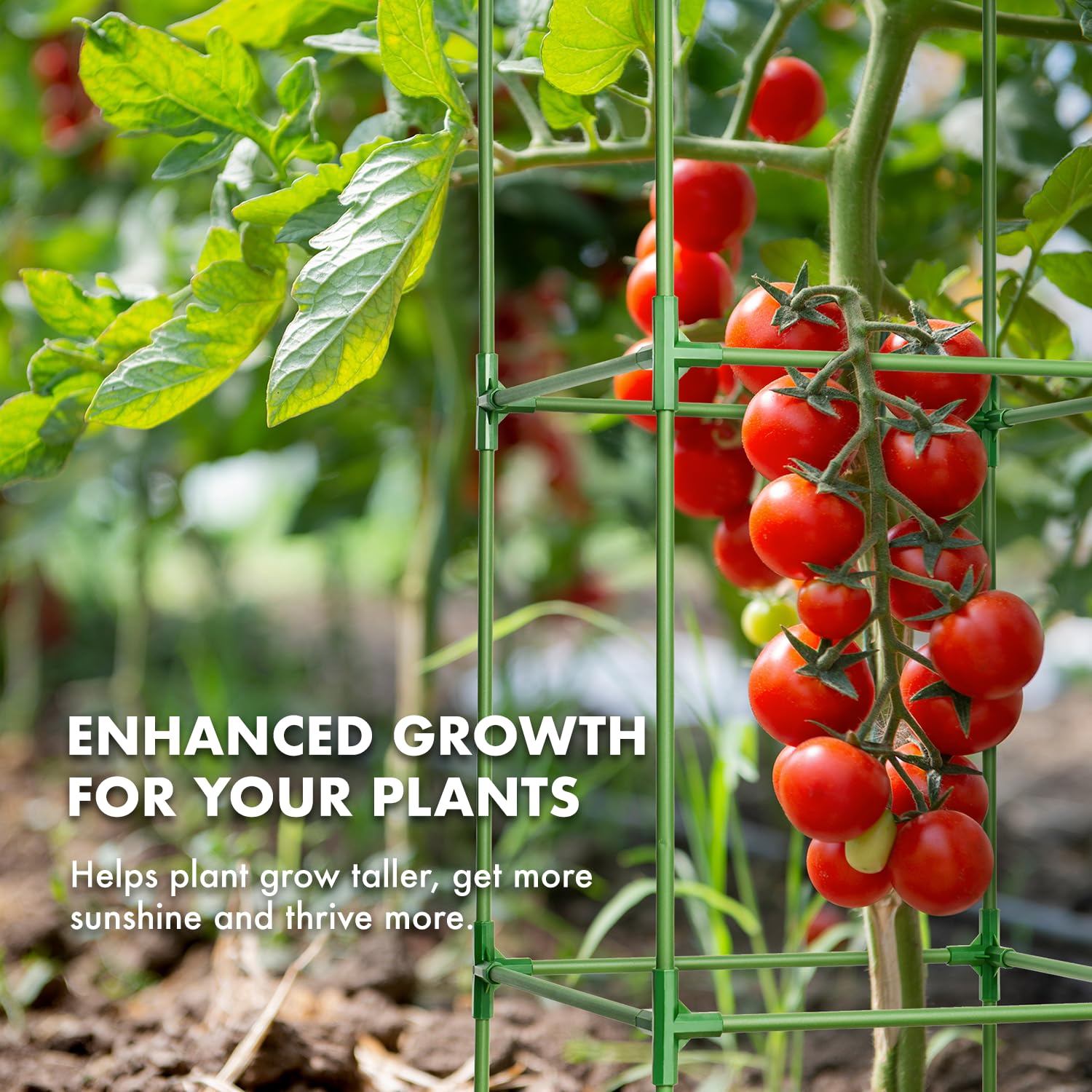 Snapklik.com : MAGGIFT Tomato Cage - 3 Pack Tomatoes Plant Stakes ...