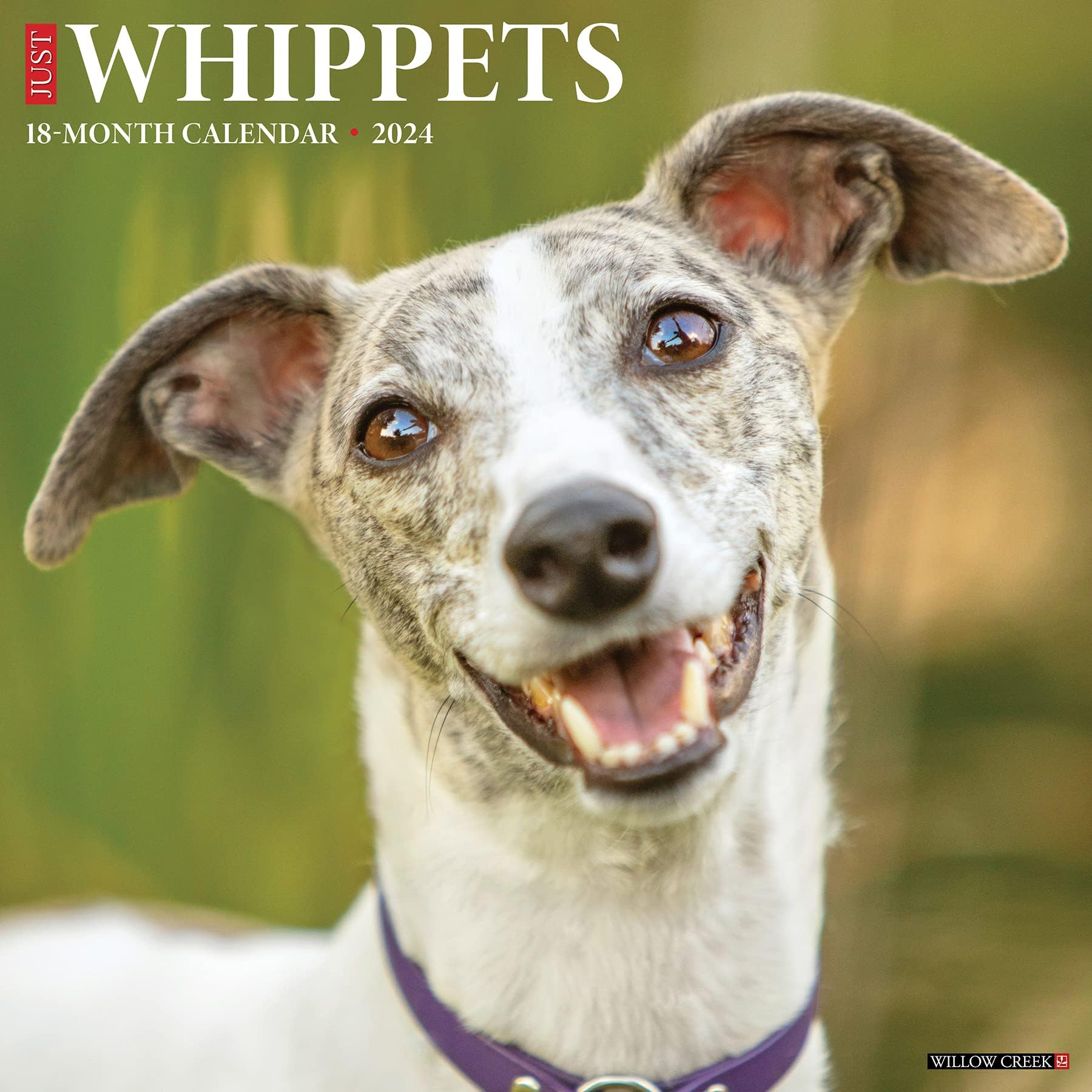 Amazon.com: Willow Creek Press Whippets Monthly 2024 Wall Calendar (12 ...