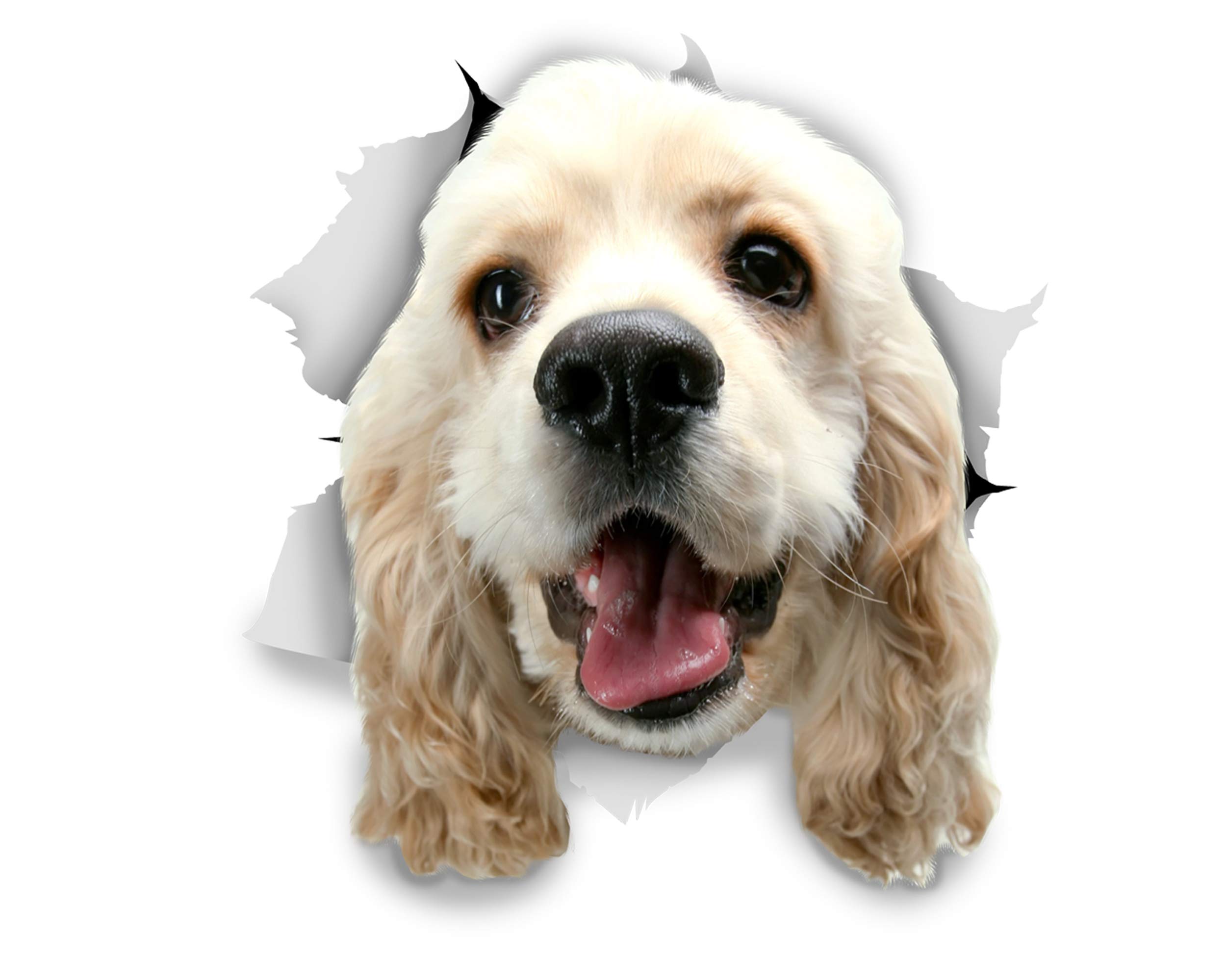 Amazon.com: Winston & Bear 3D Dog Stickers - 2 Pack - White Cocker ...