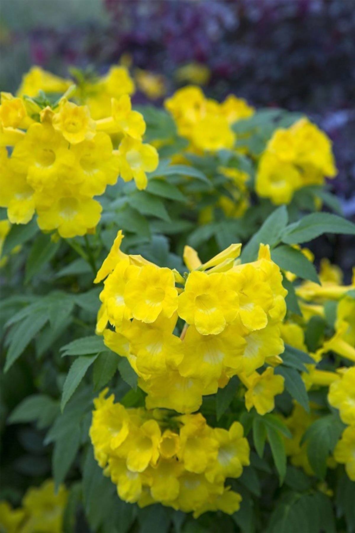 Flores Amarillas De Floración Tardía