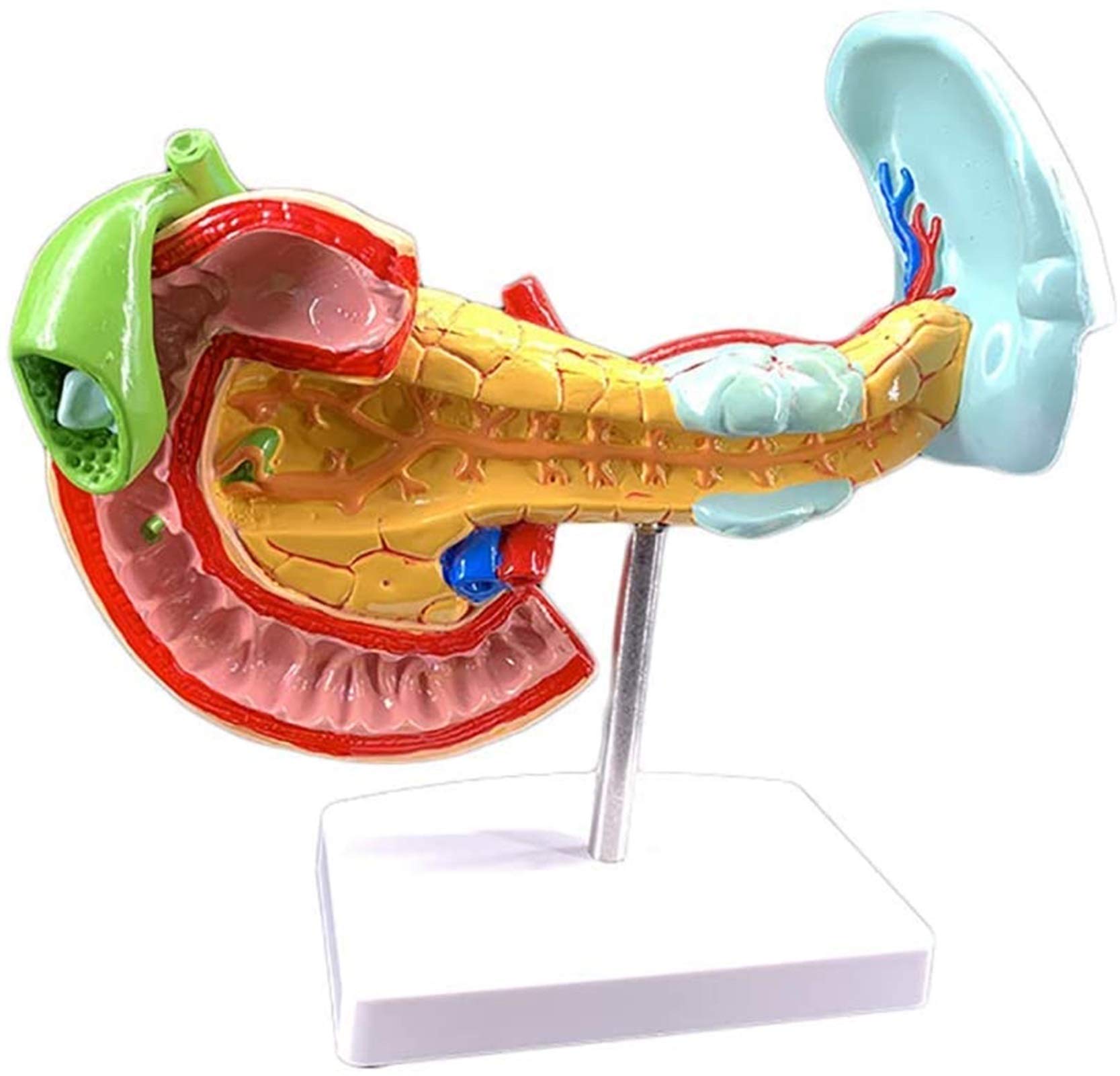 Buy ZAMAX Study Model Duodenal Model - Human Organ Anatomy Model ...
