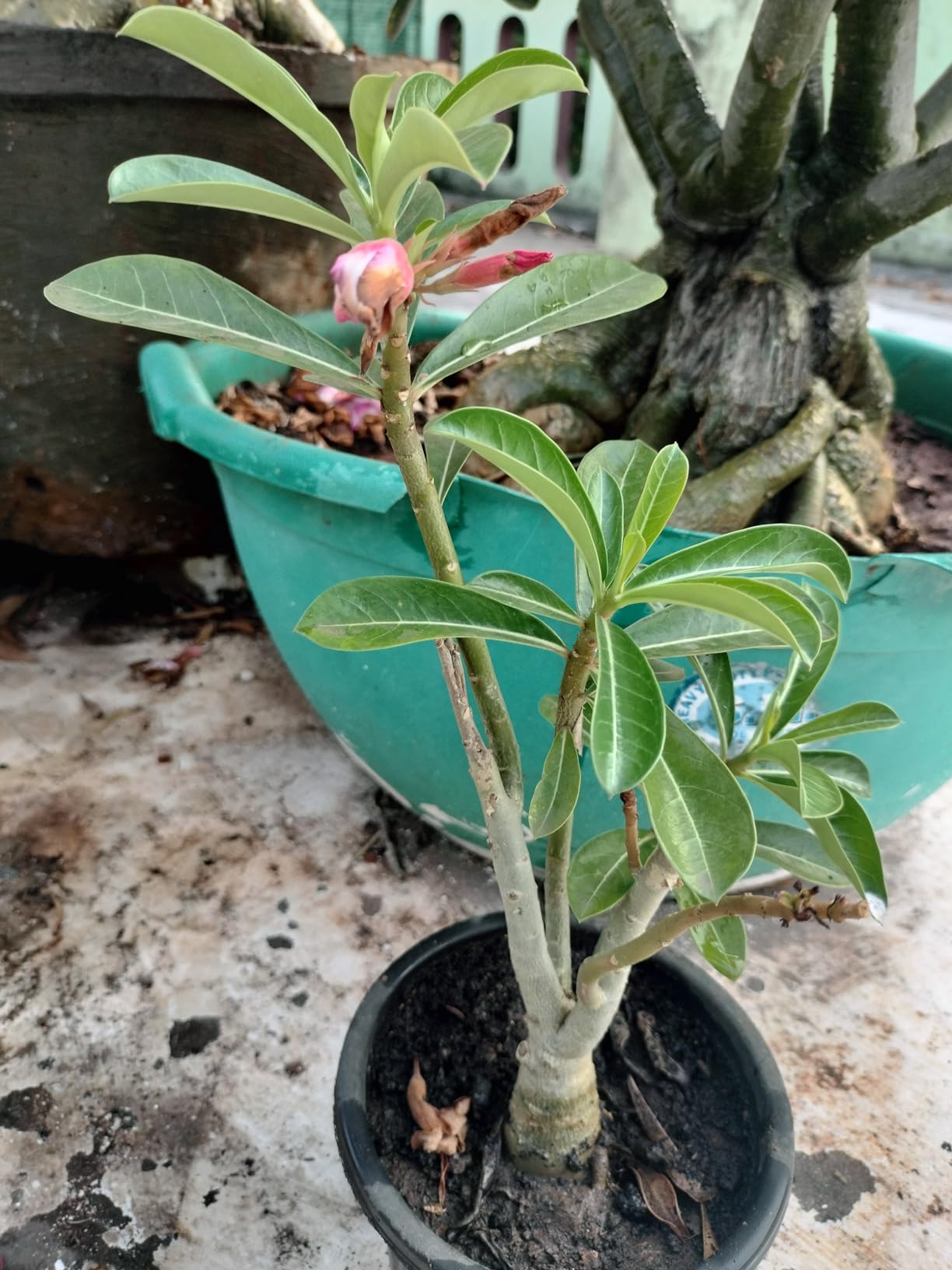 PlantaZee Greenursery - Imported Adenium Blue Color Bonsai Plant Live ...