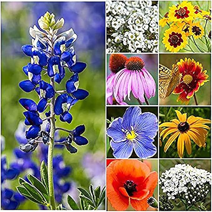 Amazon.com : Texas & Oklahoma Wildflower Seeds Mix - Native Annuals ...