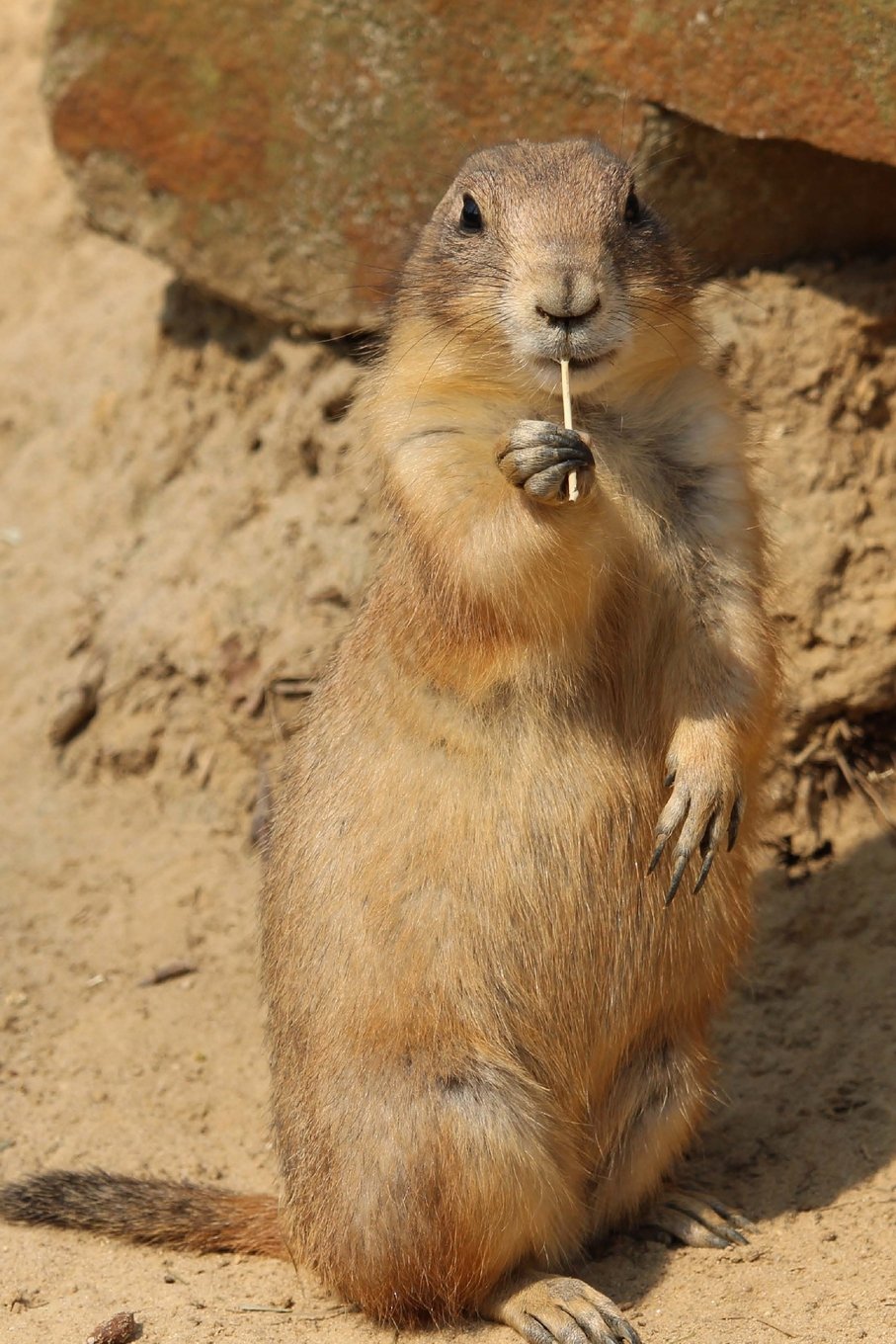 Black-Tailed Prairie Dog Checking Things Out Journal: 150 page lined ...