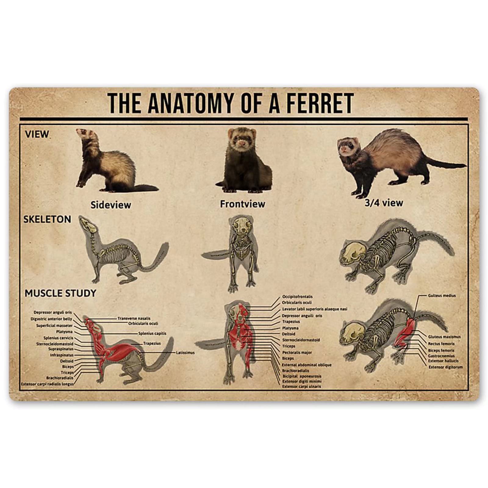 Ferret Anatomy Chart A Visual Reference Of Charts Chart Master