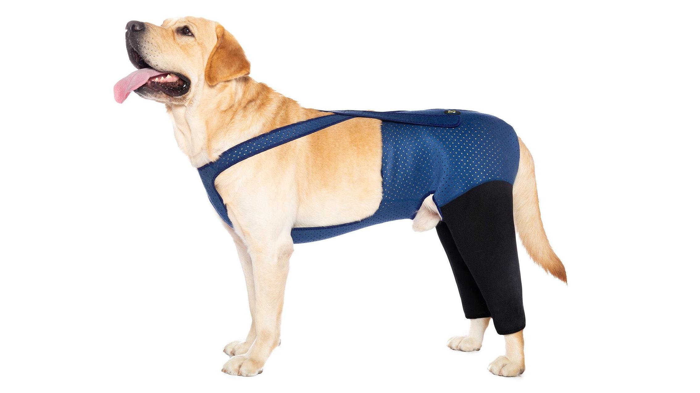 Watch COODEO waterproof dog rear legs recovery sleeves. on Amazon Live
