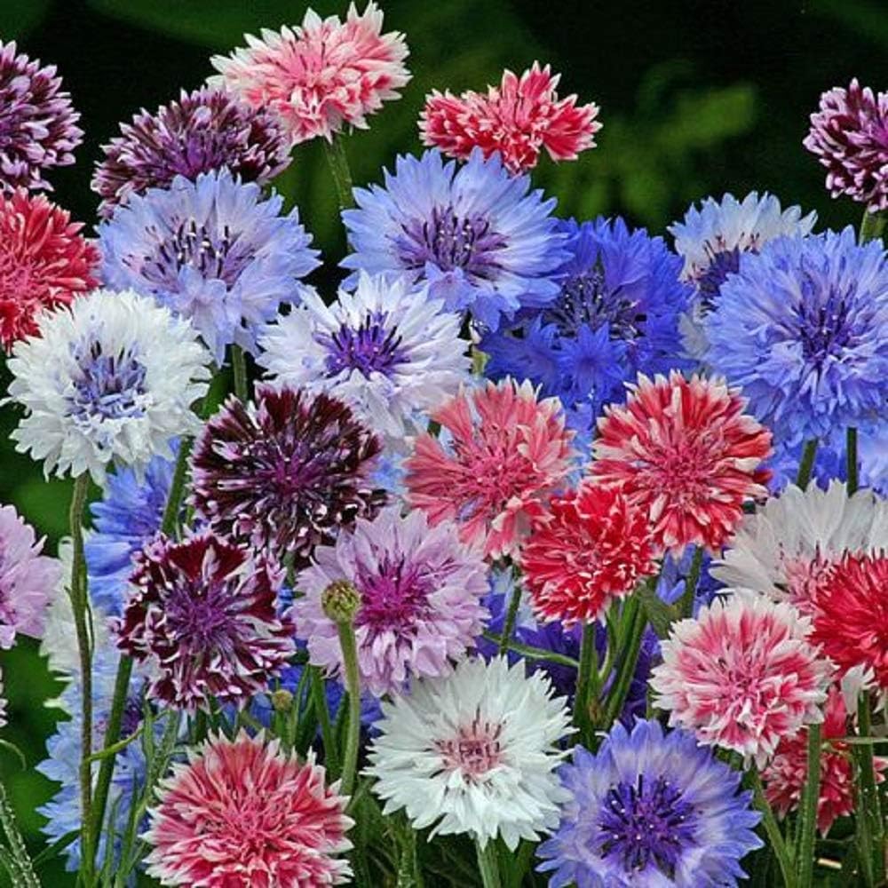 Polka Dot Mixed Cornflower - Wildflower Seeds 5g Annual Flower Seeds ...
