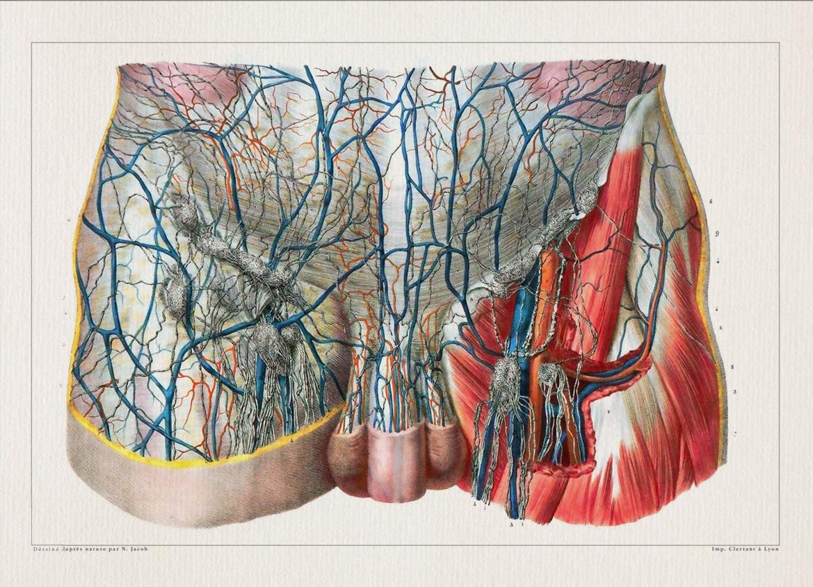 Groin Lymph Nodes Diagram 1376