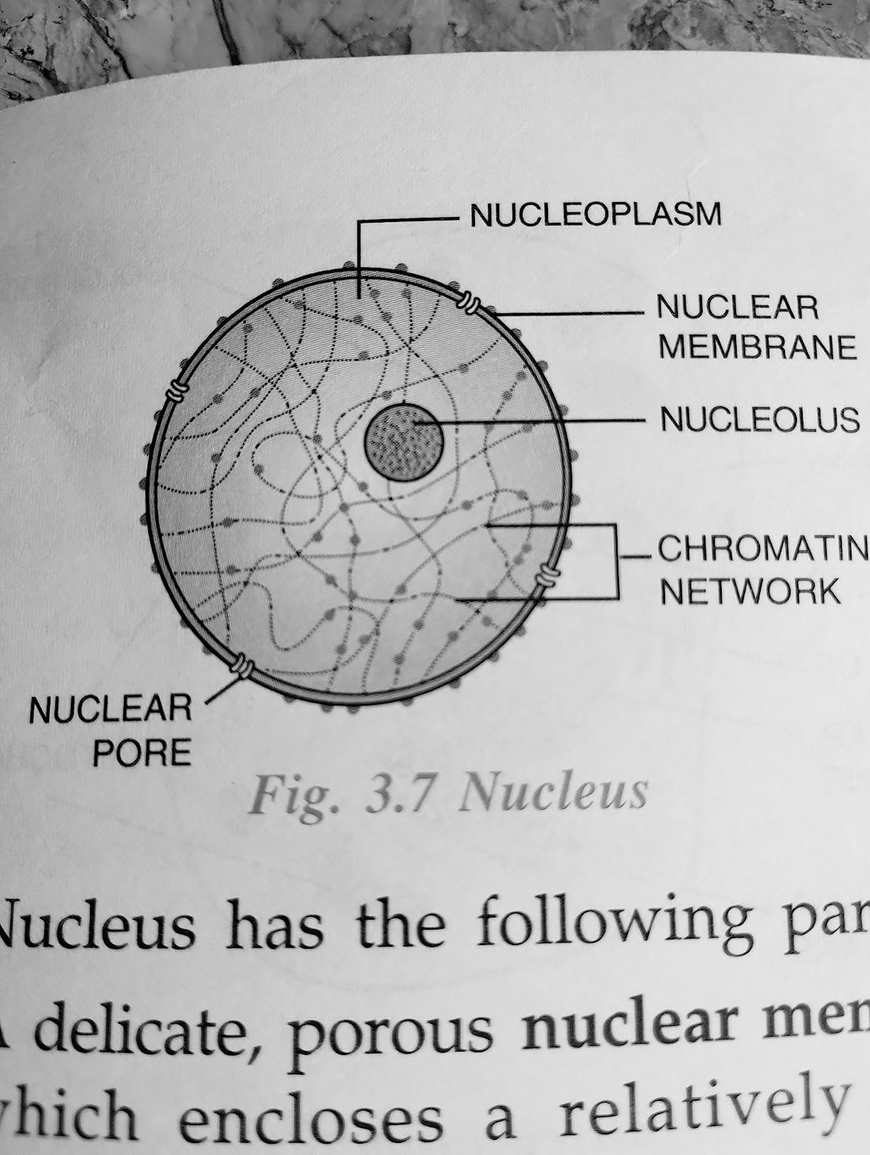 Amazon.in: Buy Samsung ML-2161 Laser Printer Online at Low Prices in ...