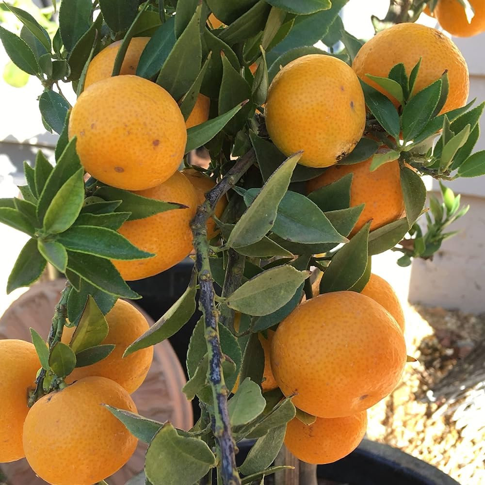 Red malta mosambi variety grafted fruit live plant (pack of 1) : Amazon ...