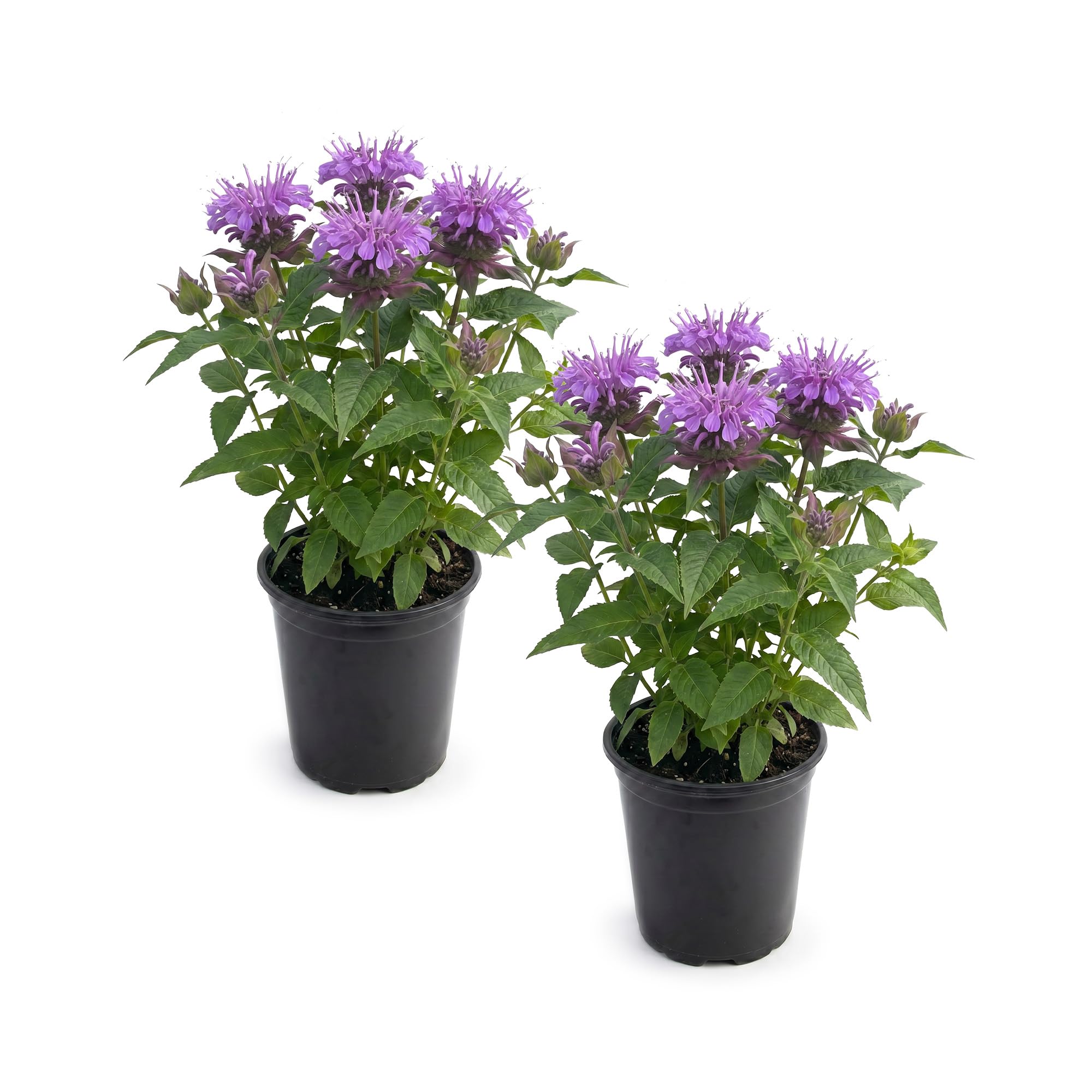 5 Best Low Light Outdoor Plants | Stop Killing Your Shade