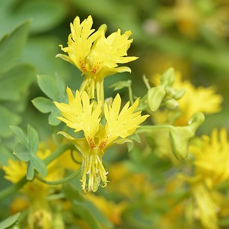 Amazon.com : Outsidepride Tropaeolum Peregrinum Nasturtium Canary ...