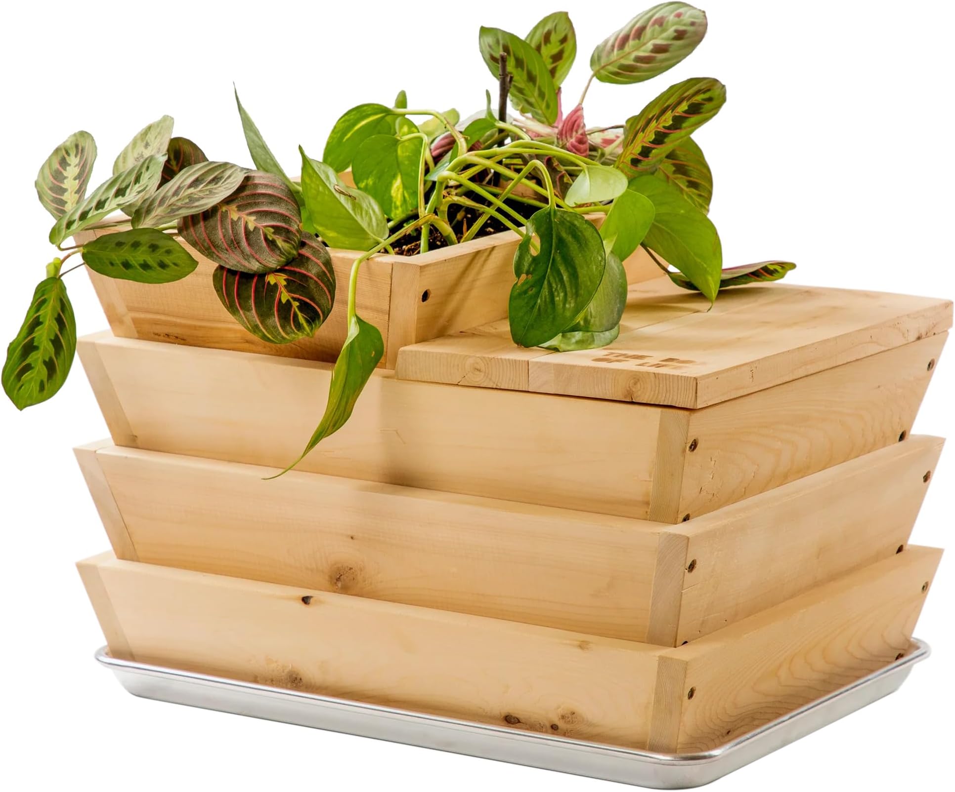 Amazon.com : WWJD Worms The Box of Life Worm Wood Composter - Odorless ...