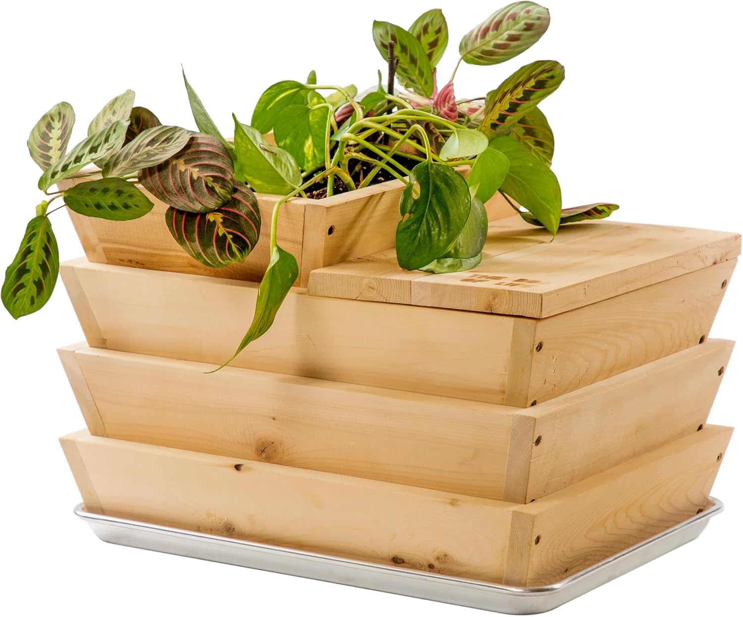 Amazon.com : WWJD Worms The Box of Life Worm Wood Composter - Odorless ...