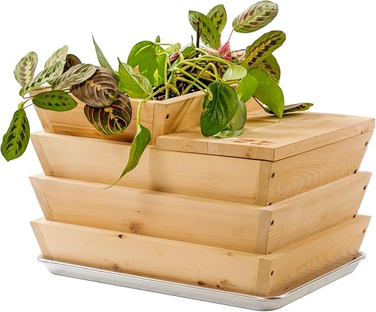 Amazon.com : WWJD Worms The Box of Life Worm Composter - Cedar Wood ...