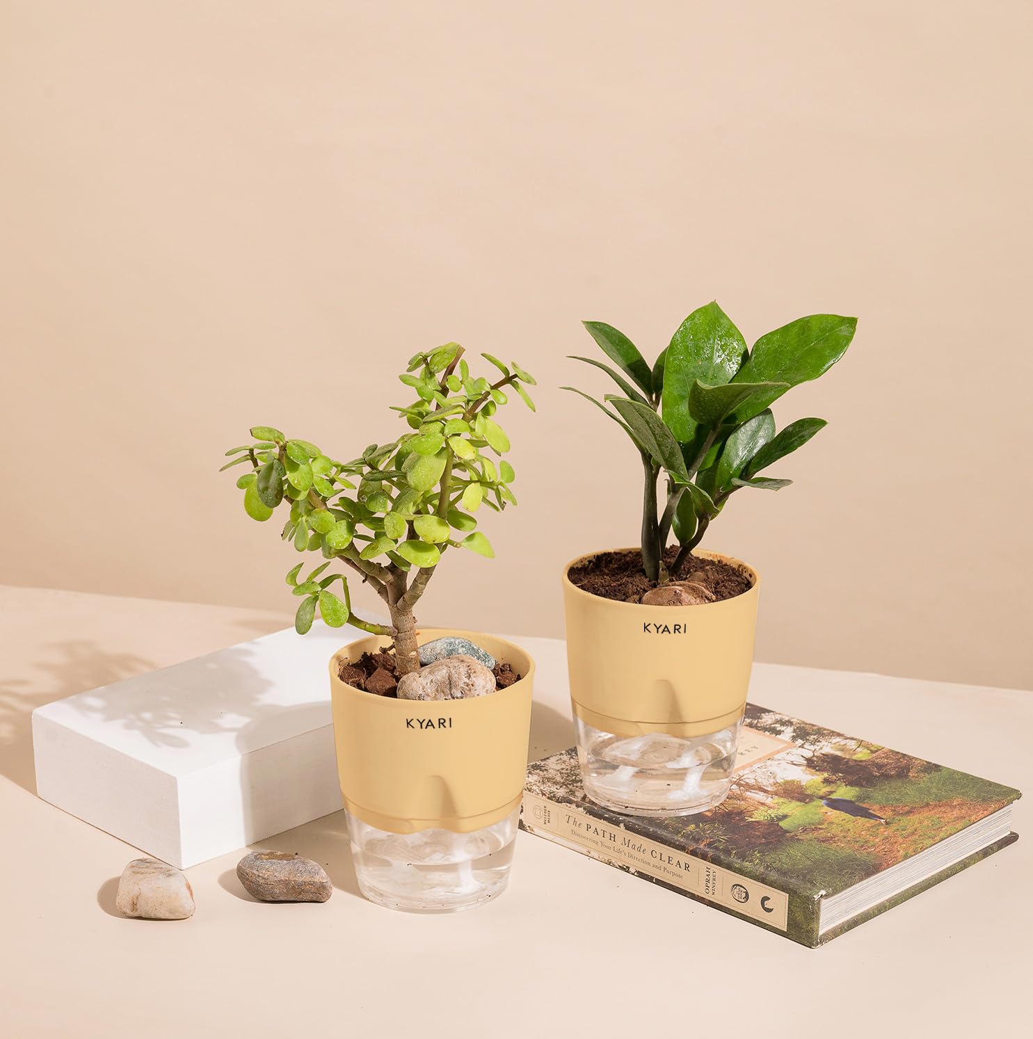 KYARI Zamia Green (ZZ)-Jade Combo of 2 Indoor Plants for Living Room ...