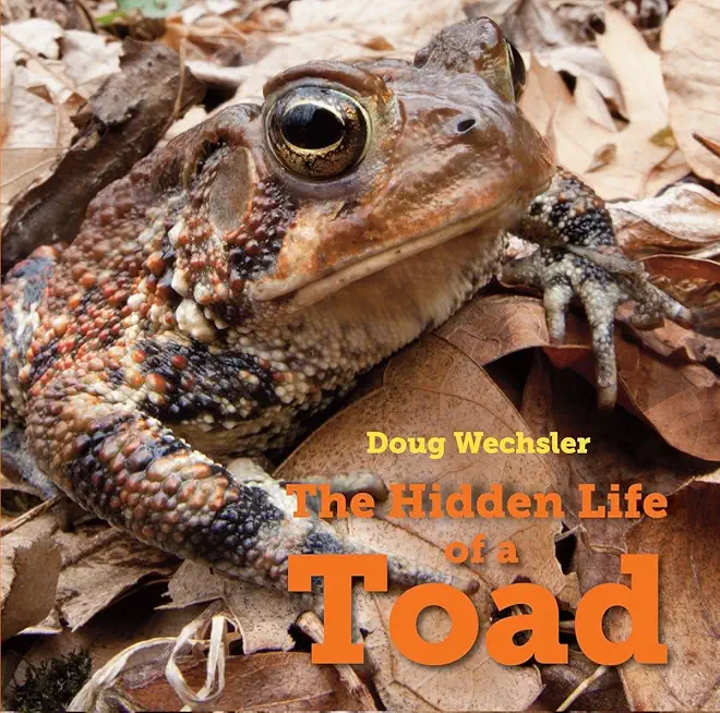 Understanding The Reproductive Process Of Toads: How They Have Babies ...