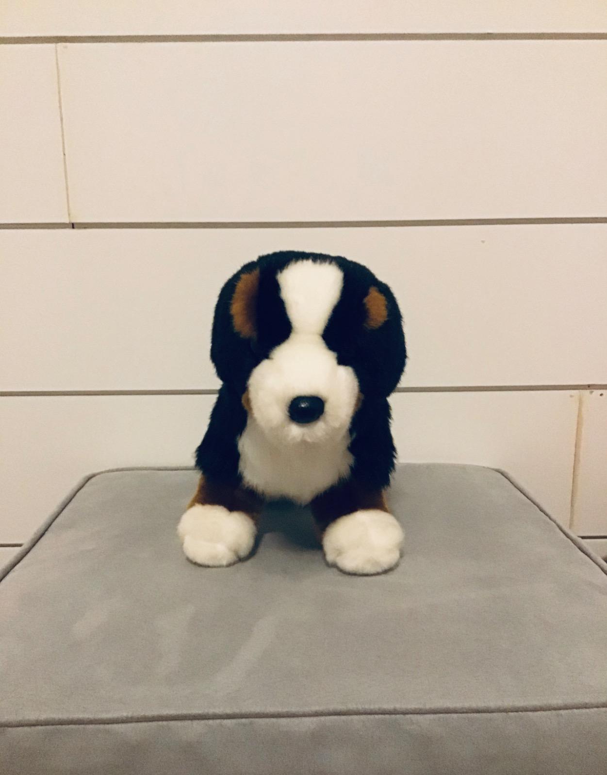 Amazon.com: Douglas Stevie Bernese Mountain Dog Plush Stuffed Animal ...