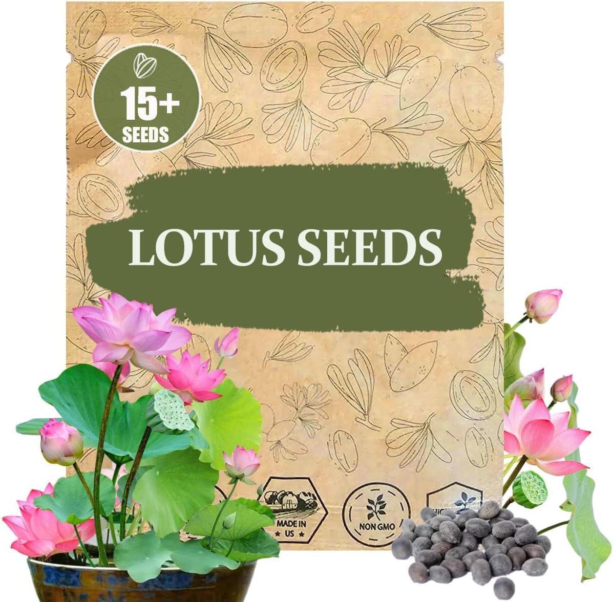 Amazon.com : Rare Lotus Seeds for Planting – 15 Pre-Cut Bonsai Lotus ...