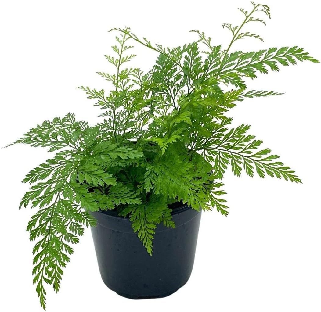 Amazon.com : Rabbit's Foot Fern, Footed Rabbit 4 inch Pot, Davallia ...