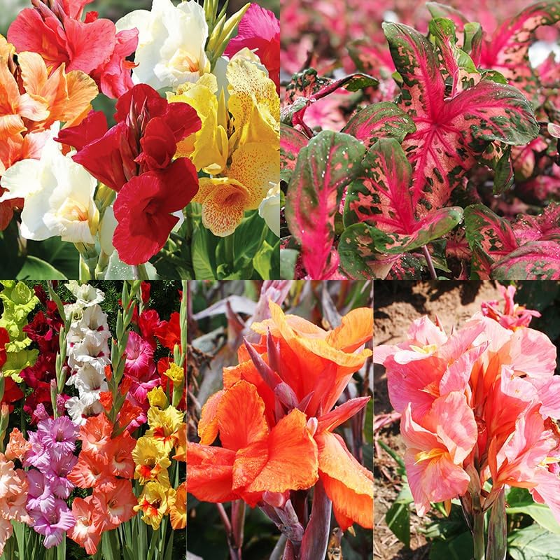Amazon.com : Complete Spring Flower Bulb Garden - 50 bulbs for 50 Days ...
