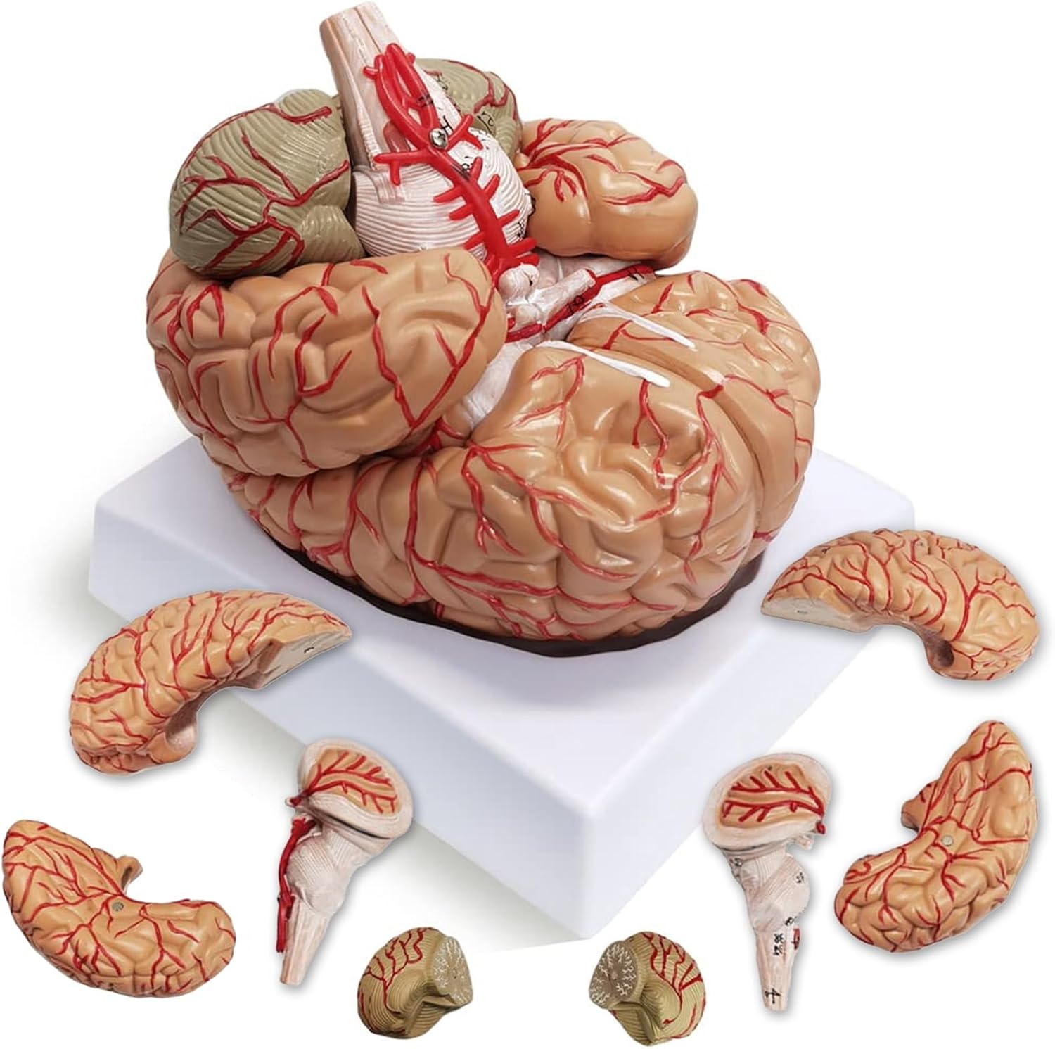 Amazon.com: Human Brain Model Brain Model Anatomy 9-Parts Life Size ...