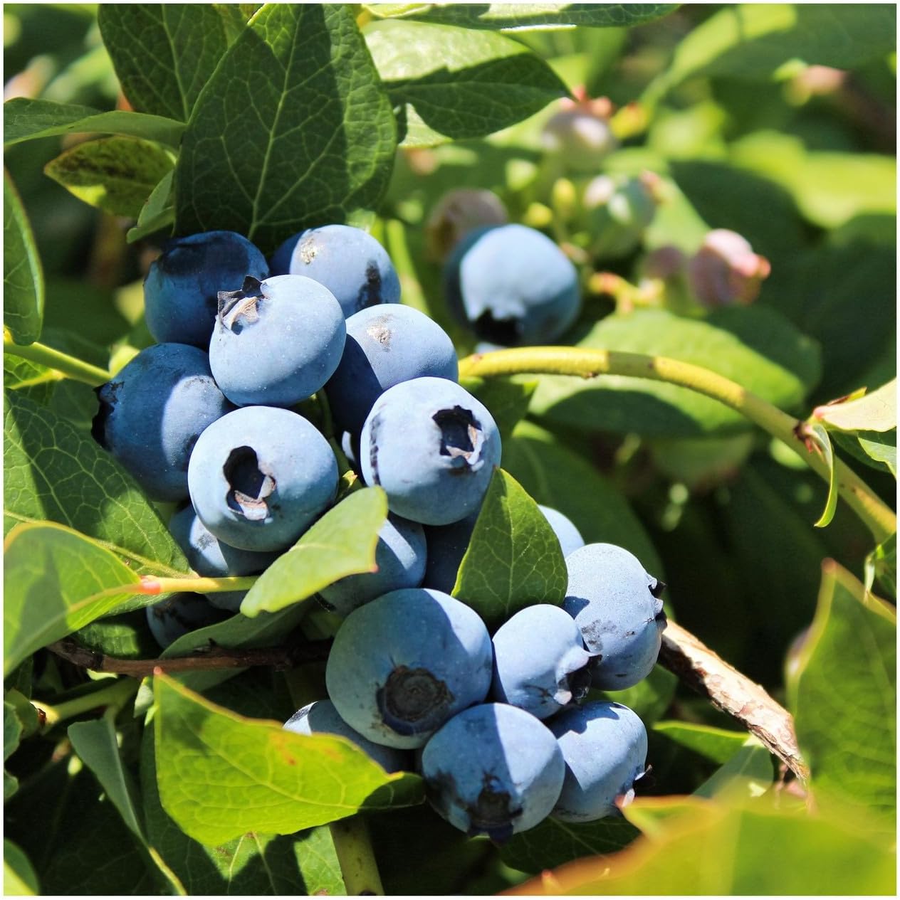 9CM Blueberry BLUECROP Plant Potted Grow Your OWN Bushes MID Season ...