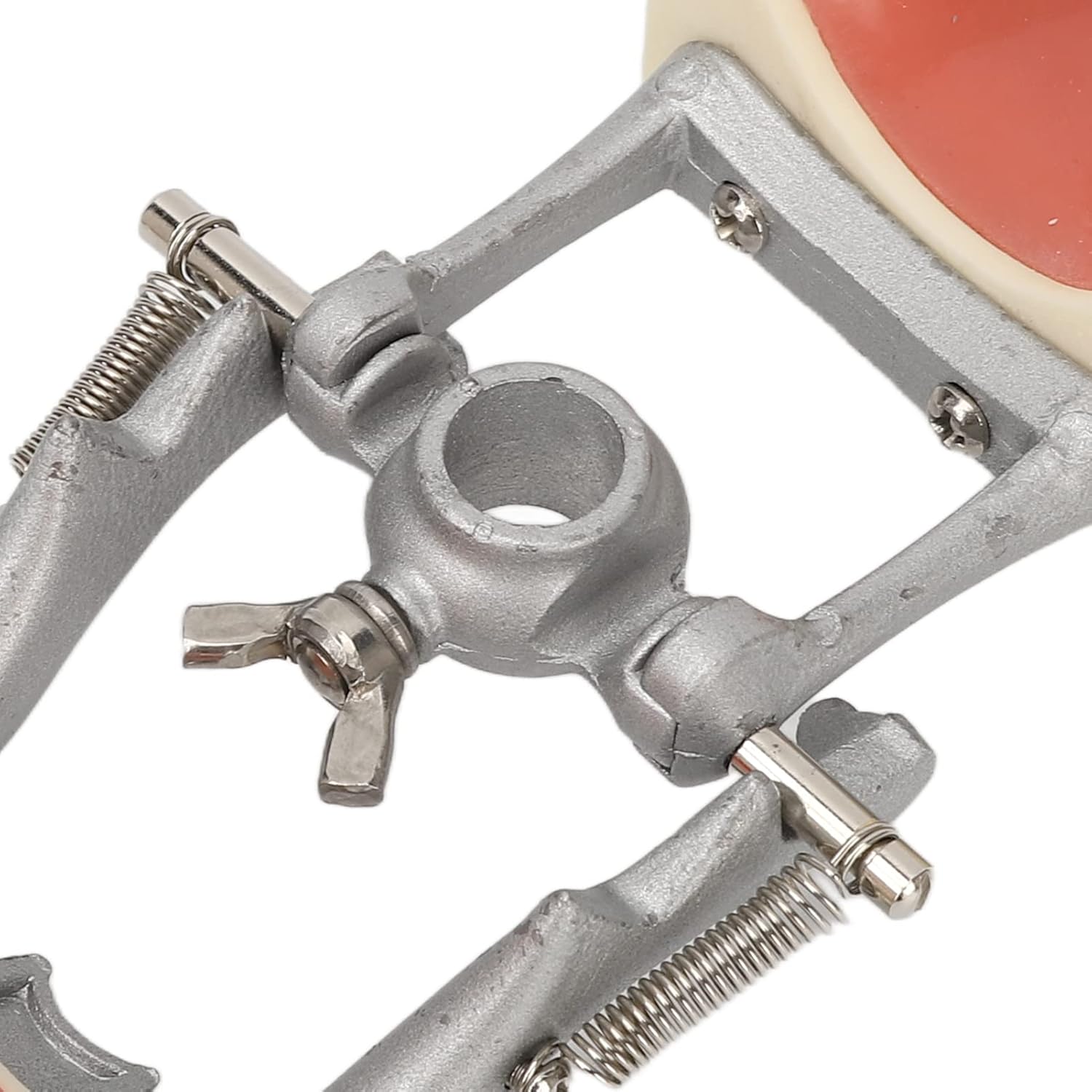 Standard Teeth Model, Dental Teaching Standard Typodont Demonstration ...