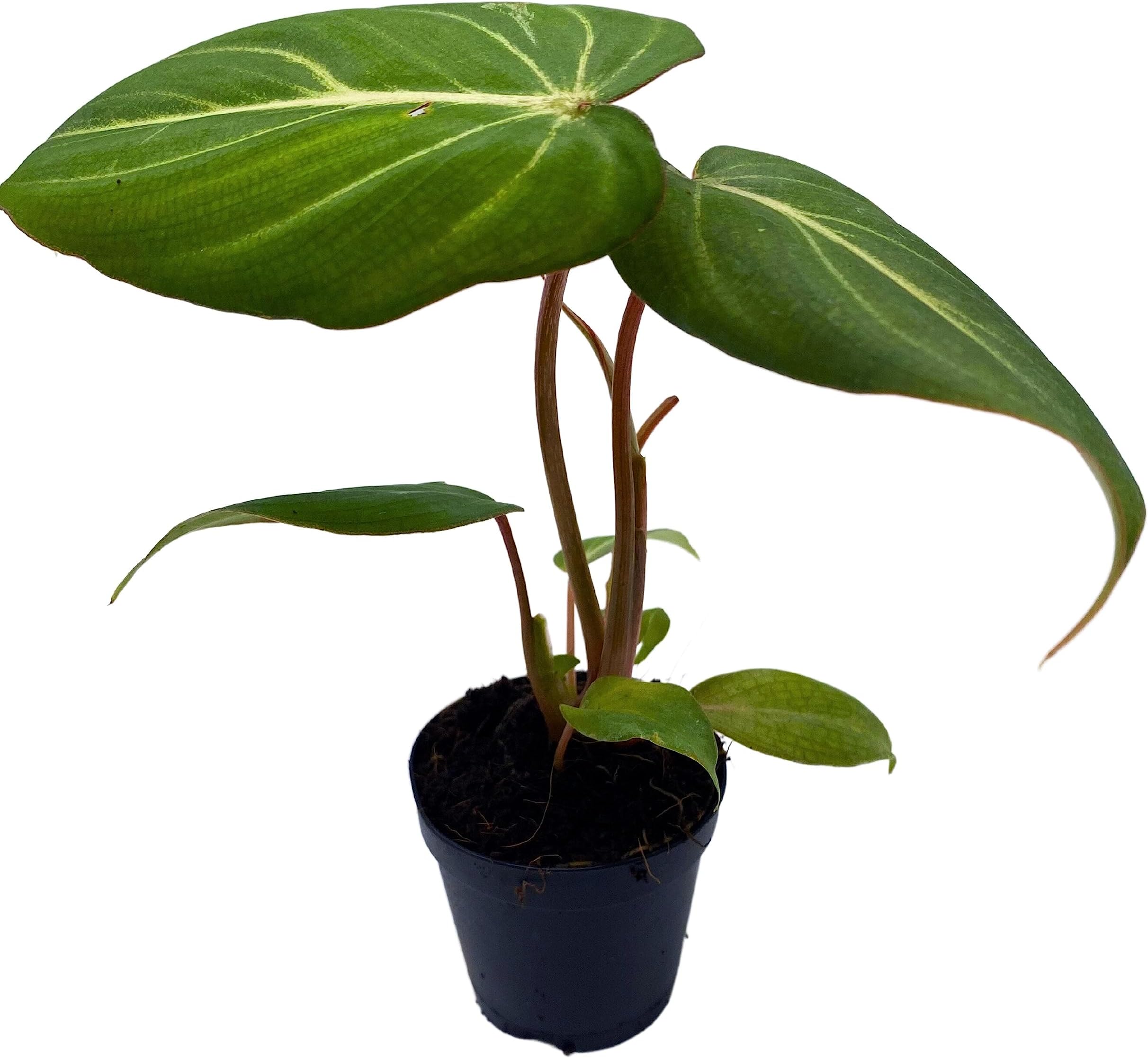 Amazon.com : BubbleBlooms Black Gold Philo, 4 inch Philodendron ...