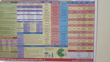 Buy All in one Human Biology Chart | Laminated | Useful in School ...