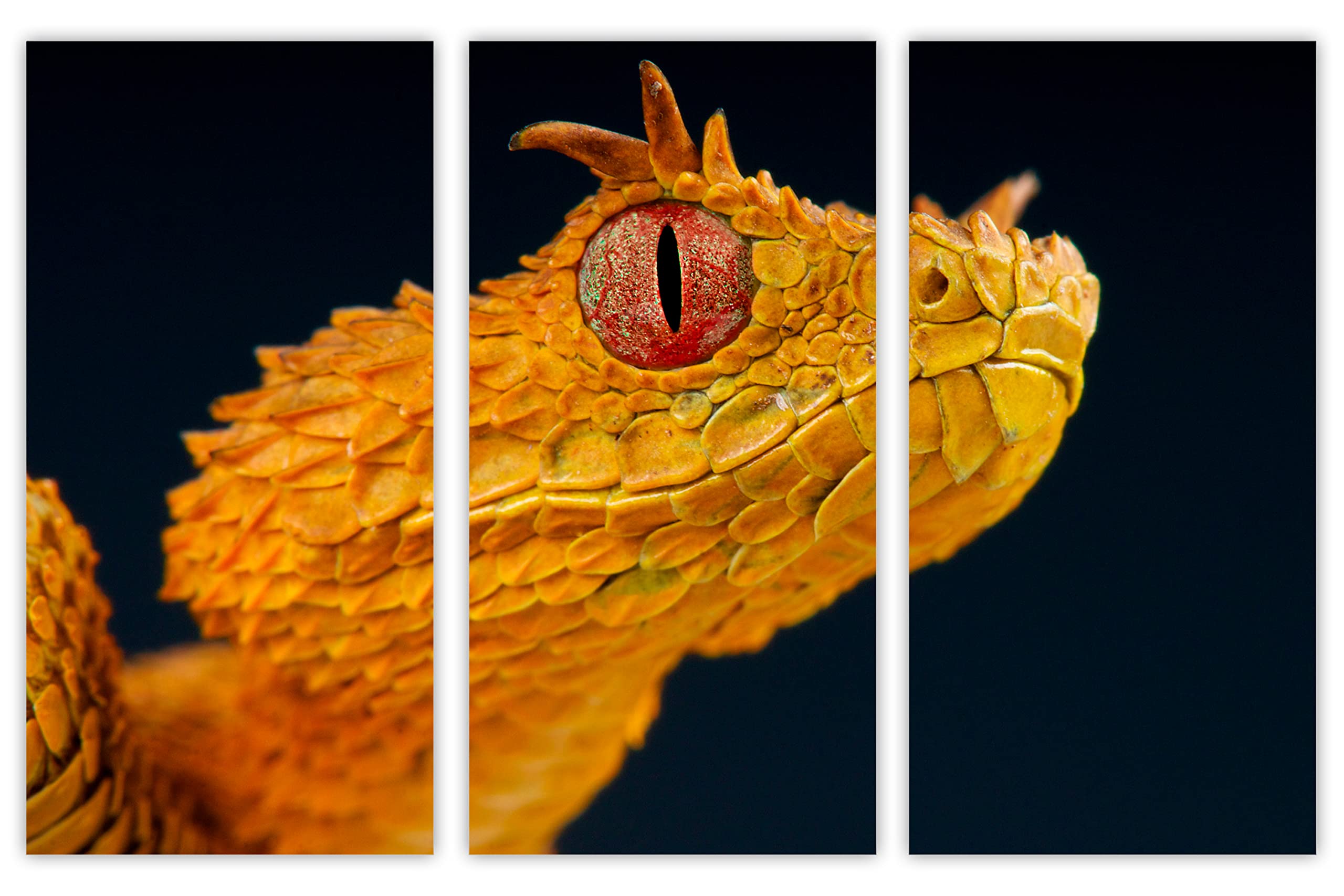 Red Eyelash Viper Snake