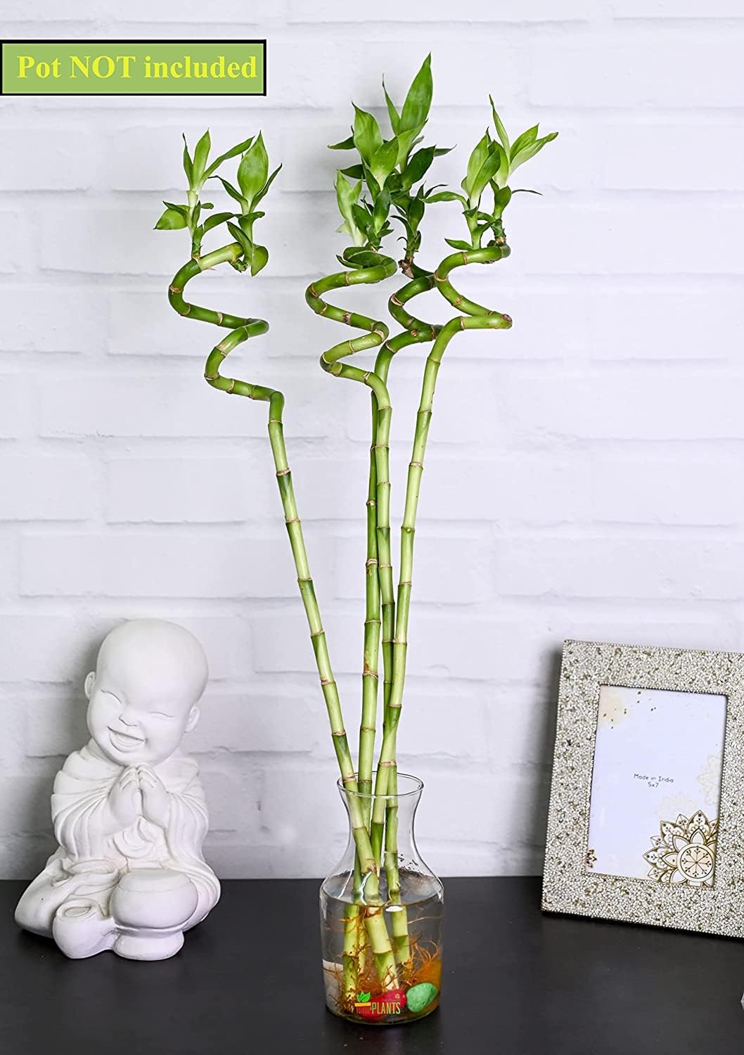 Pot's & Plant's Live Spiral Lucky Bamboo/Dancing Sticks of 50cm Spiral Lucky Bamboo with One ...
