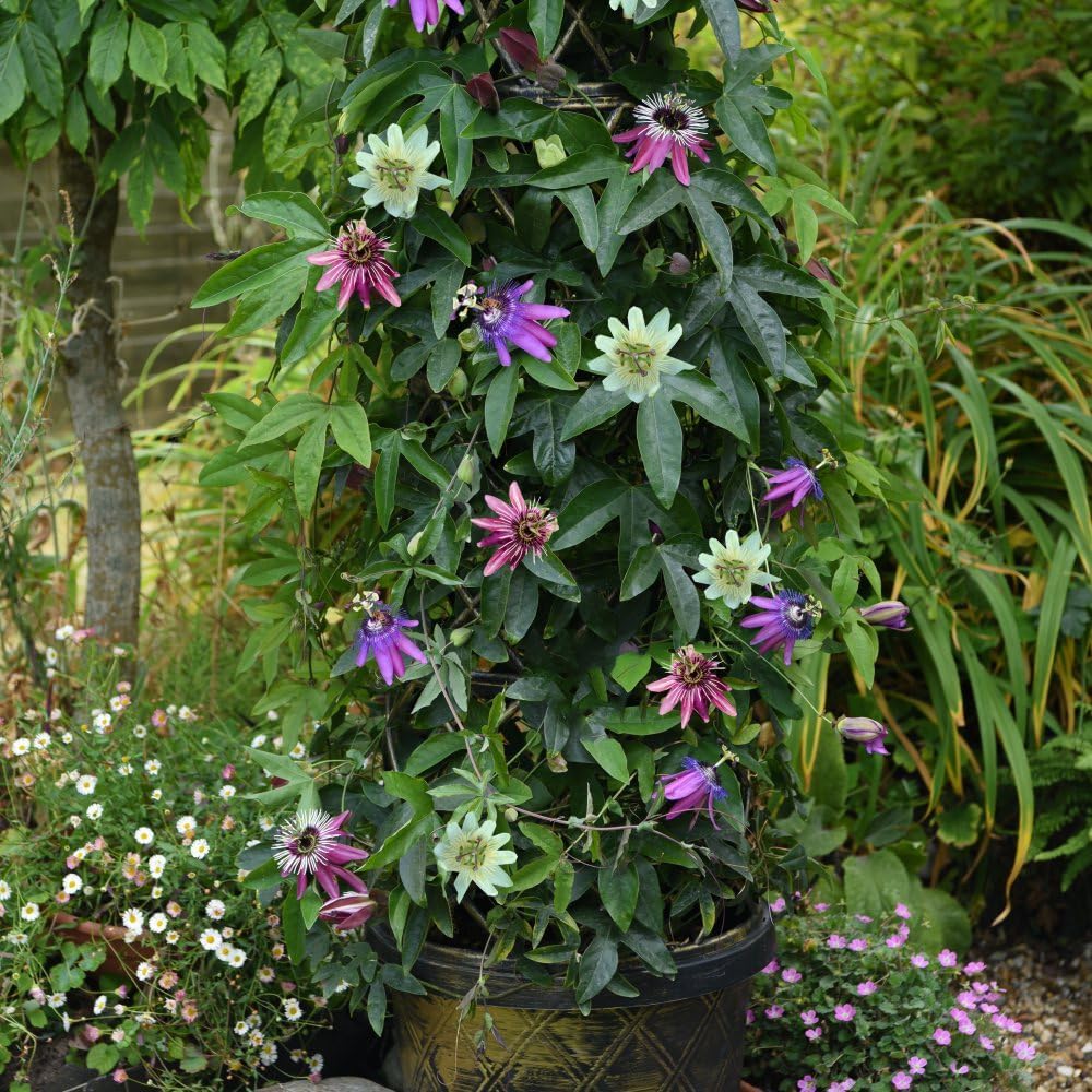 Passiflora Tricolour - Exotic Climbing Plant with Fabulous Flowers ...
