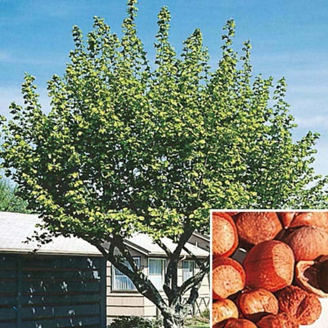 California Hazelnuts For Sale Two LIVE Hazelnut Trees 2 Ft Tall Now ...