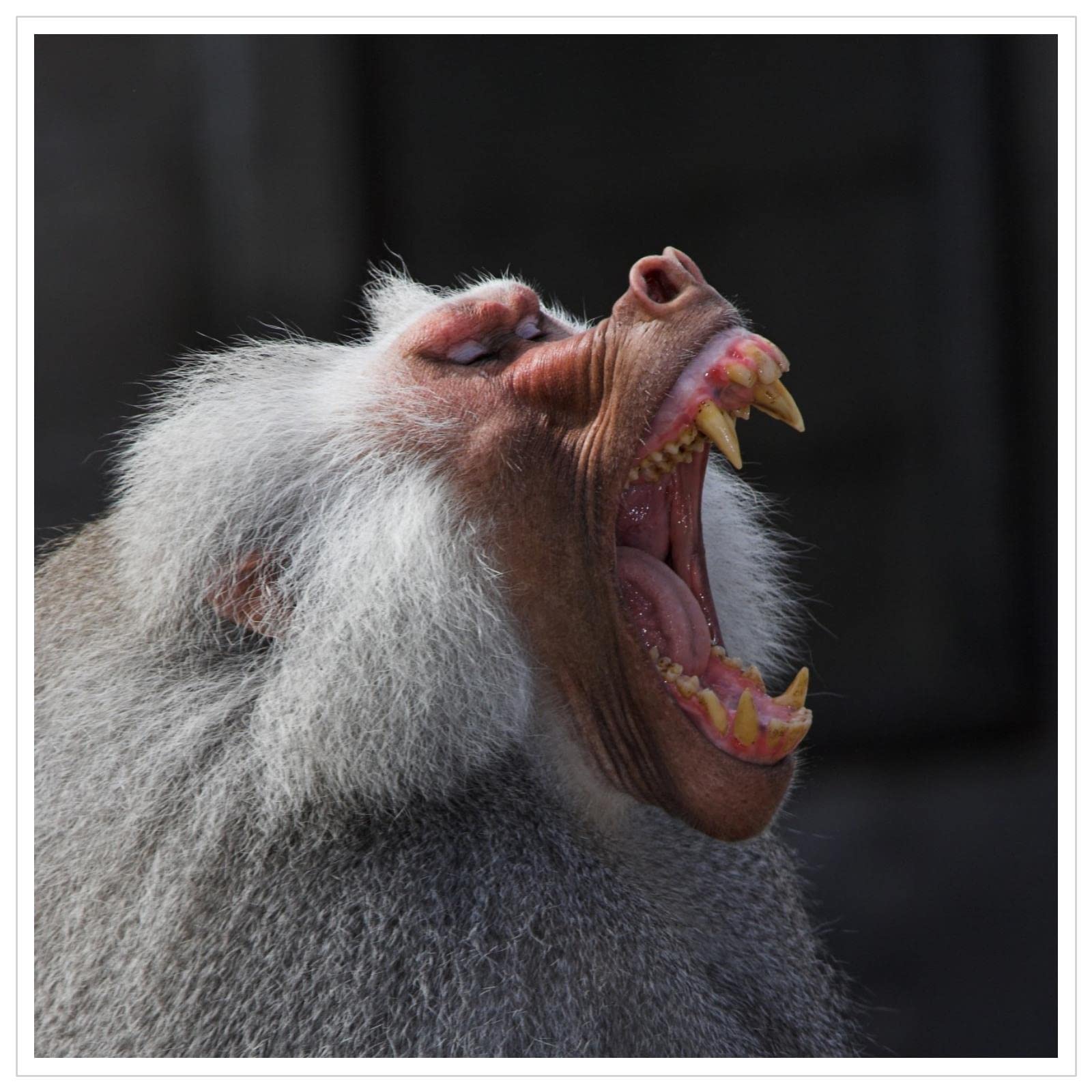 African Baboons Teeth