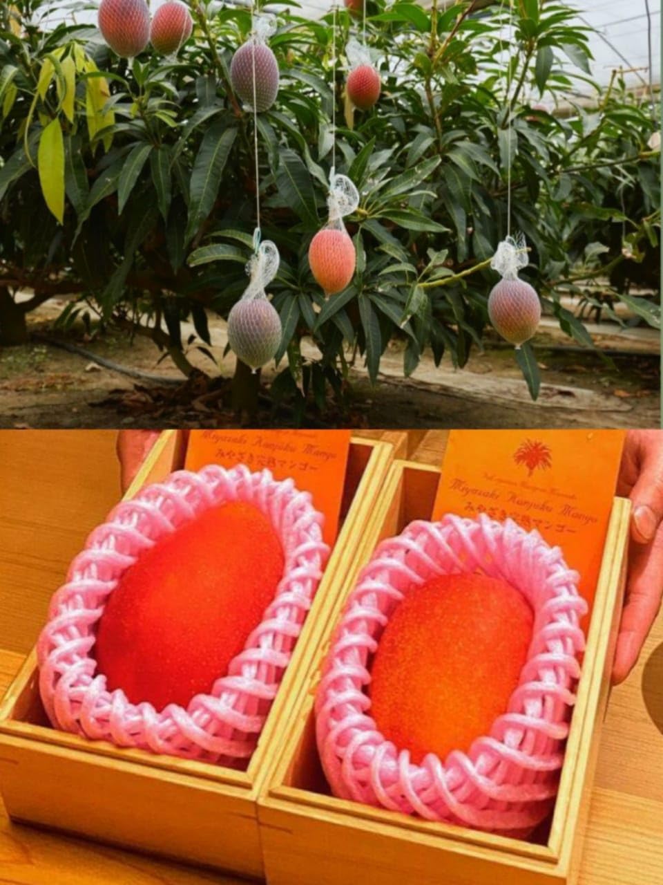 Sunflower Nursery Miyazaki Mango Eggs of Sun Healthy 1.5-2 feet Grafted ...