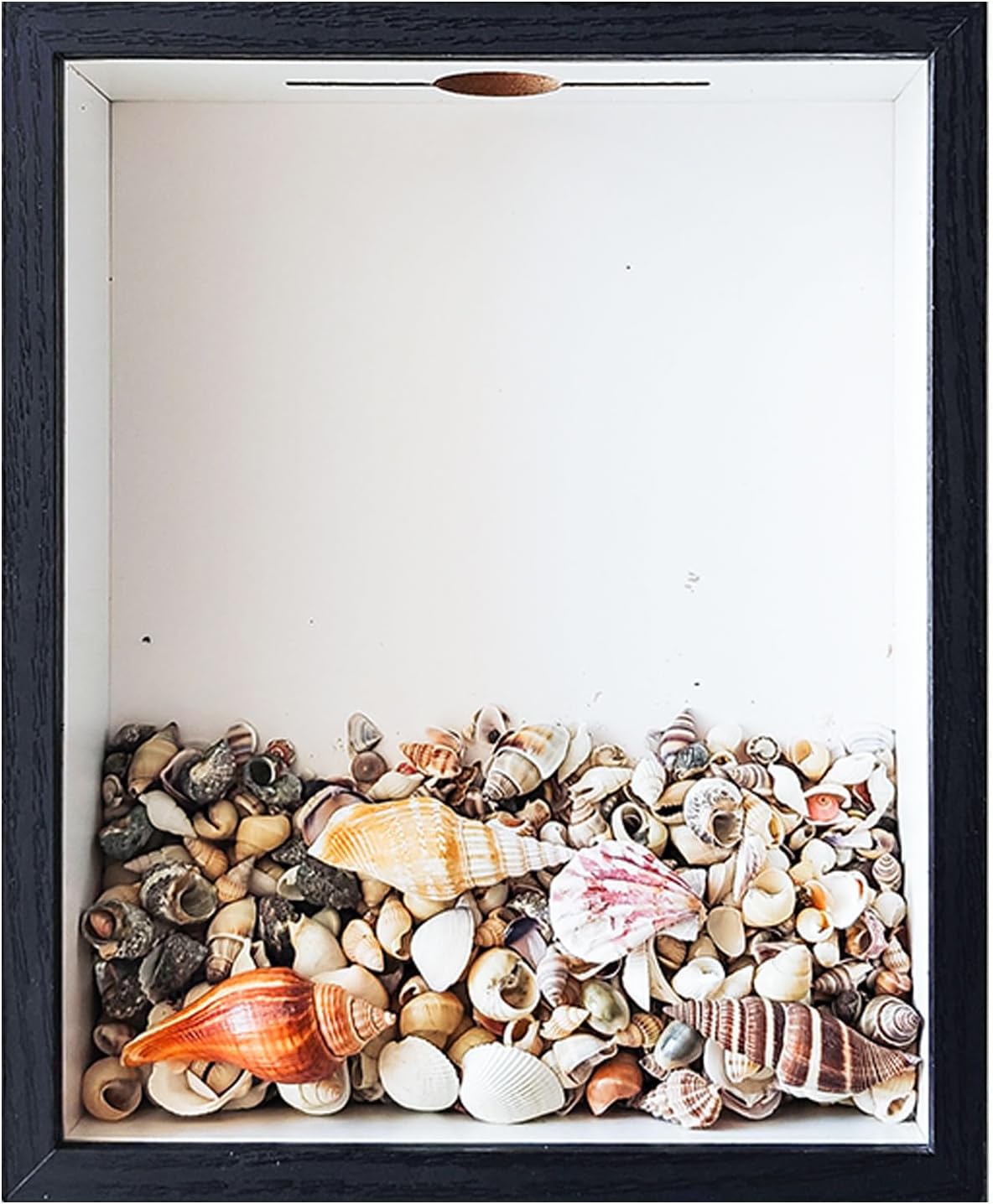 Amazon.com - Shadow Box with Slot On Top, 8.5"x10.5" Seashell Display ...