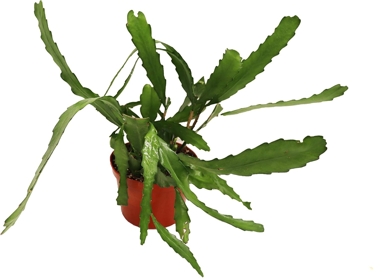 Amazon.com: Disocactus Macranthus 金蘭花 - 6 英吋(約 10.6 公分)來自加州熱帶地區的書籍 : 露臺 ...