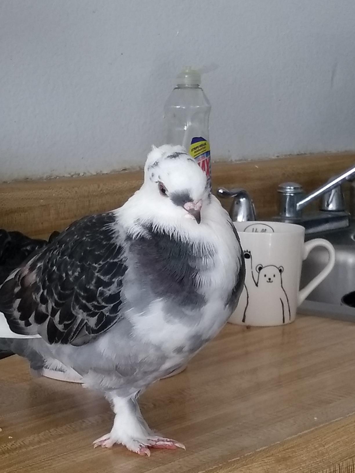 Amazon.com: Gimborn Scalex for Birds - Mite & Lice Spray - 32 ounce ...