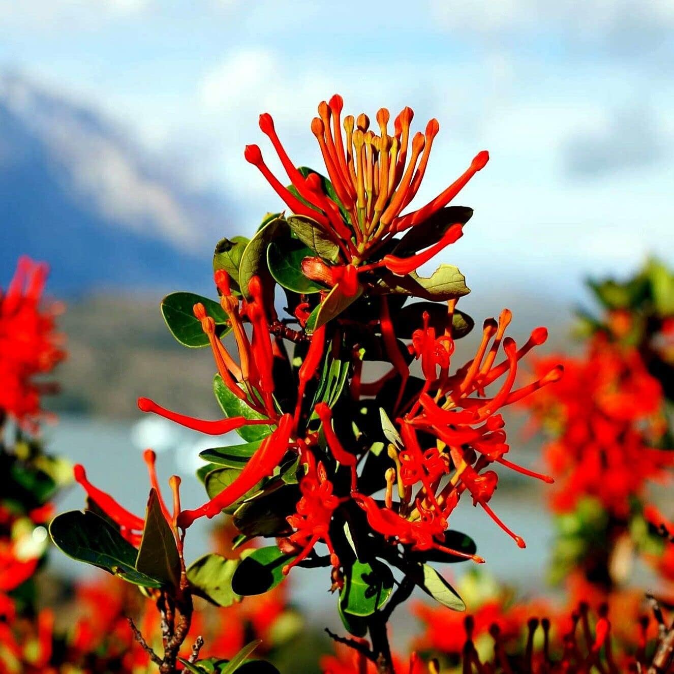 Amazon.com : 10 Seeds Chilean Firebush Tree | Embothrium coccineum ...