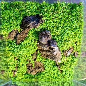 Amazon.com: Yunaksea 6 Live Aquarium Plants, Dwarf Java Moss Live ...