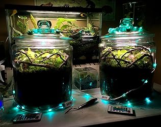 Amazon.com : BubbleBlooms Fern Variety Assortment, 6 Different Ferns in ...