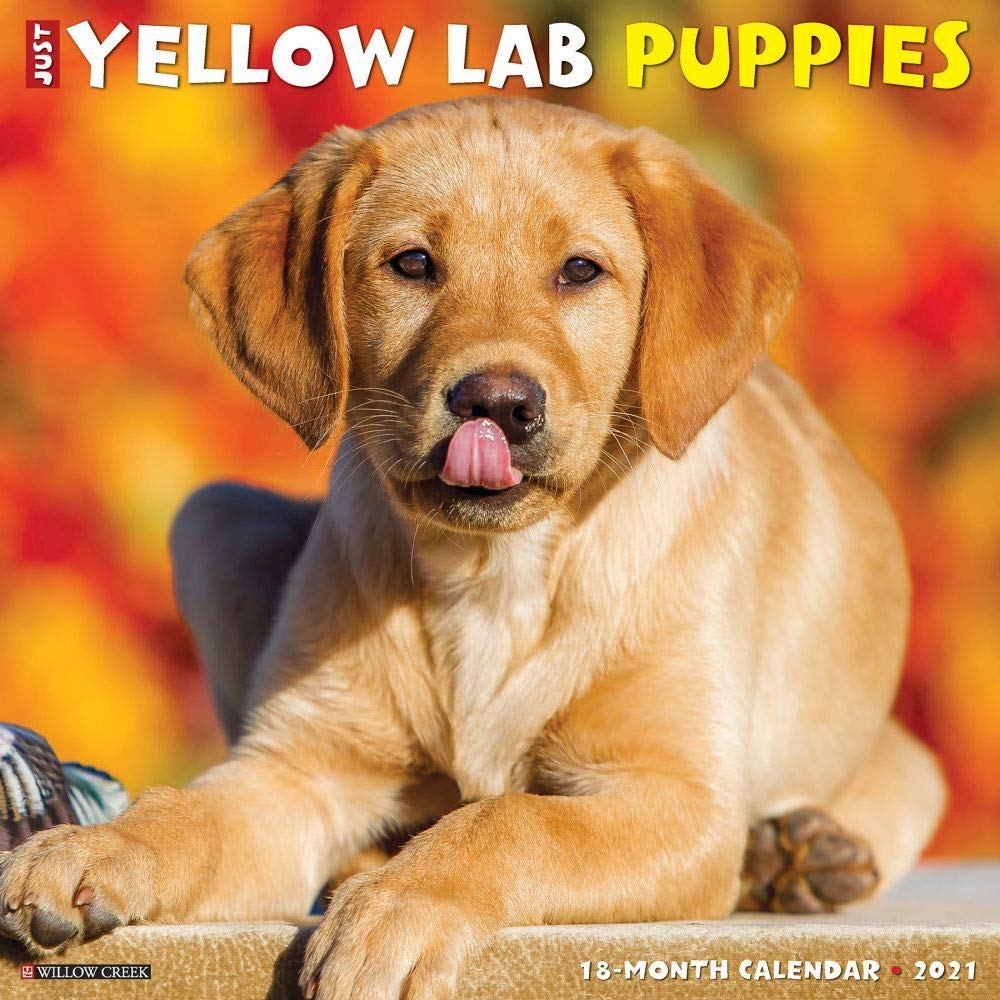 Amazon.com: Just Yellow Lab Puppies 2021 Wall Calendar (Dog Breed ...