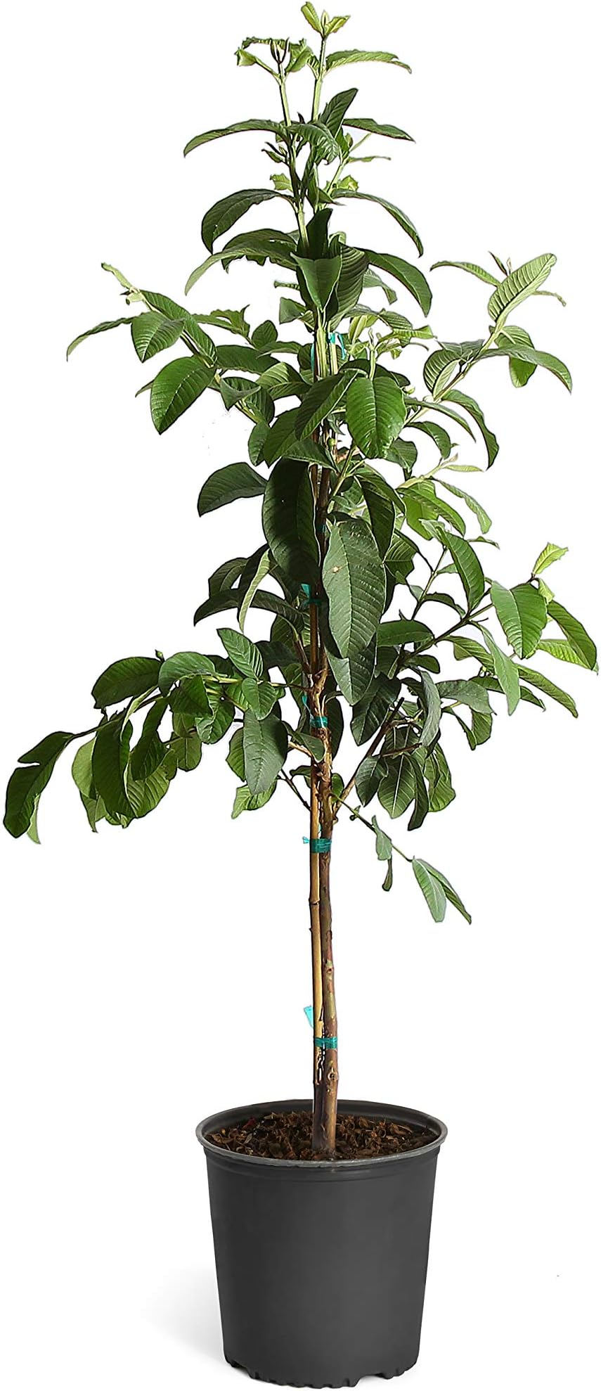 Amazon.com : Guava Tree, White Guava Tree Live Plant, 4"-8" in Tall ...