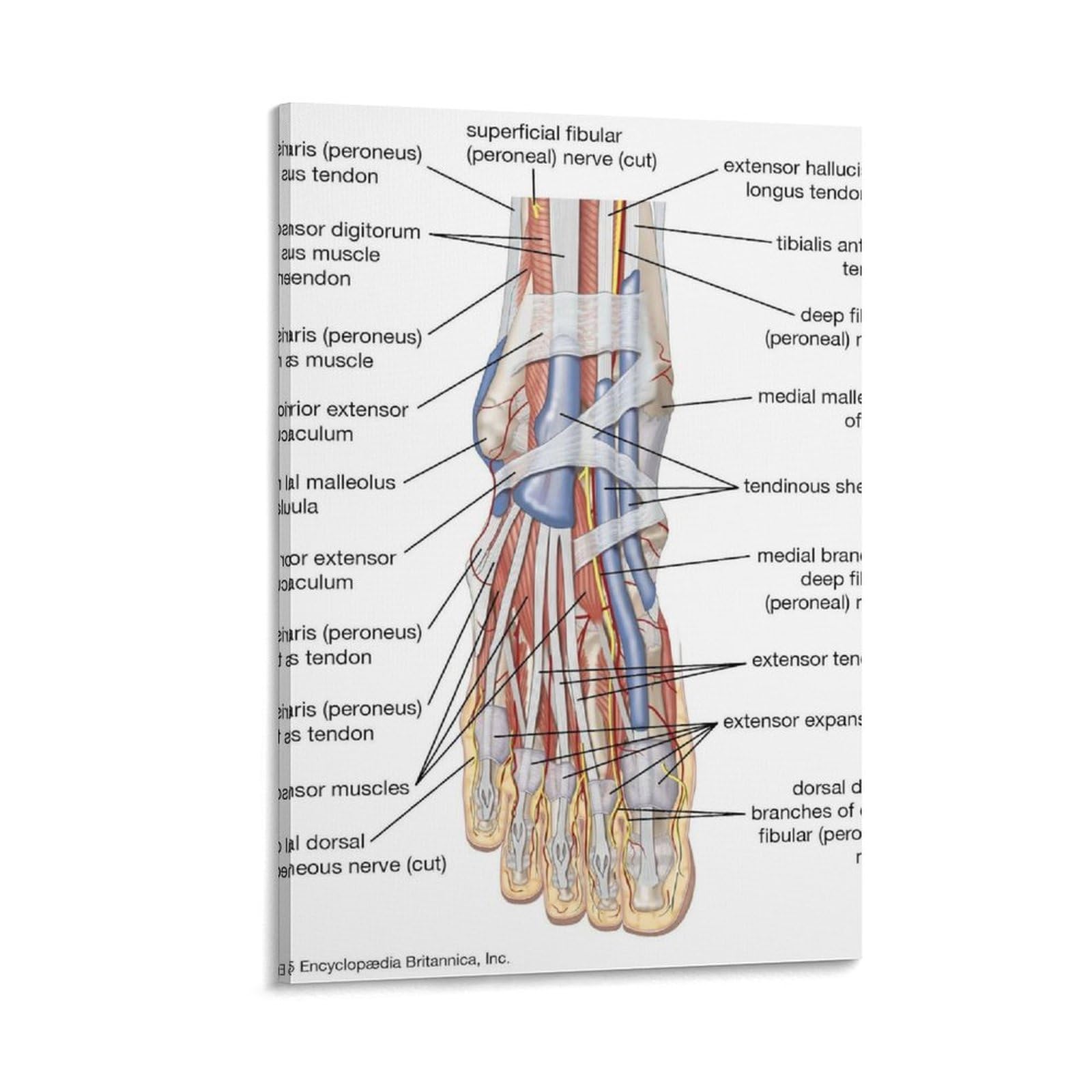 Anatomía De Los Tendones Del Pie
